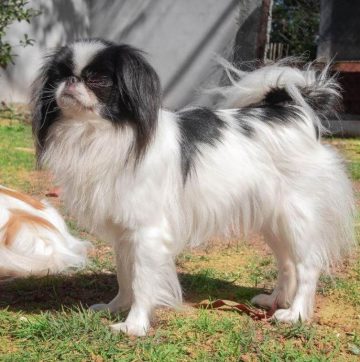 10 Fun Facts About Japanese Chins - ilovedogscute.com