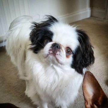 10 Fun Facts About Japanese Chins - ilovedogscute.com