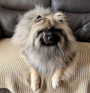 10 Fun Facts About Keeshond - ilovedogscute.com