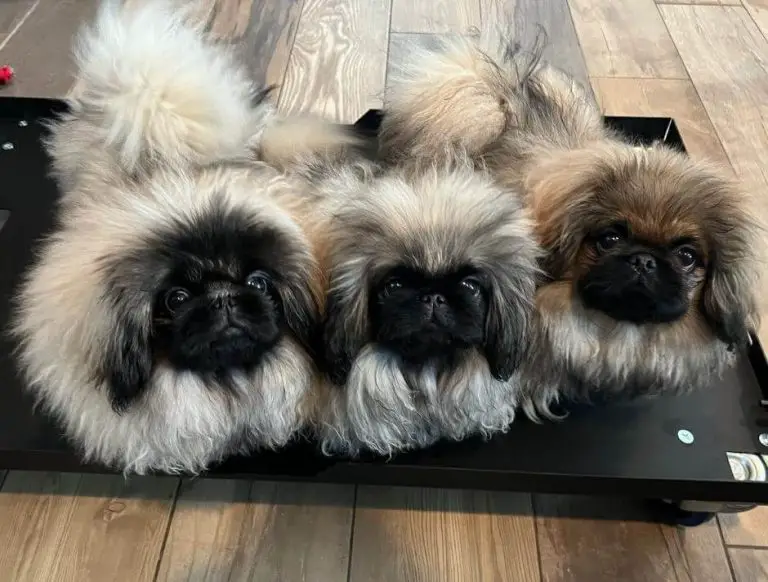 10 Fun Facts About Pekingese - ilovedogscute.com