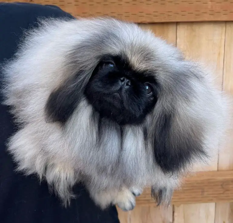 10 Fun Facts About Pekingese - ilovedogscute.com