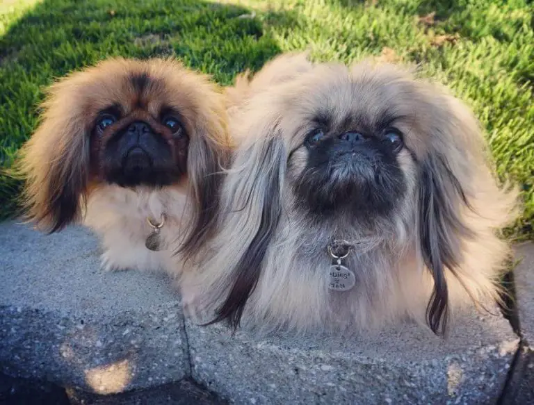 10 Fun Facts About Pekingese - ilovedogscute.com