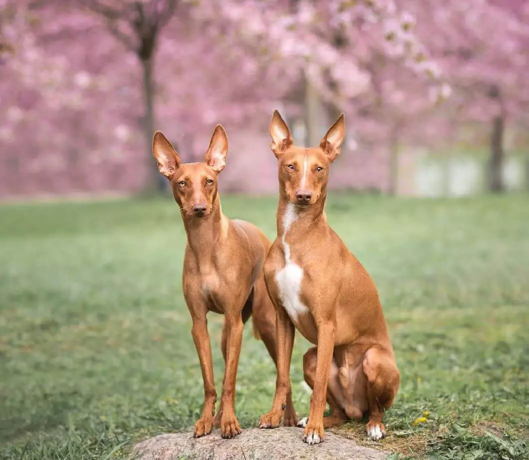 10 Fun Facts About Pharaoh Hounds - ilovedogscute.com