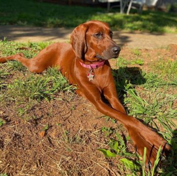 10 Fun Facts About Redbone Coonhounds - ilovedogscute.com