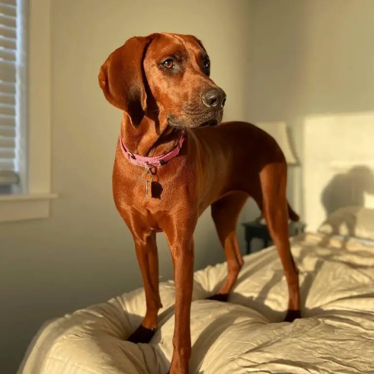 10 Fun Facts About Redbone Coonhounds - ilovedogscute.com