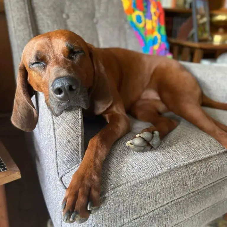 10 Fun Facts About Redbone Coonhounds - ilovedogscute.com