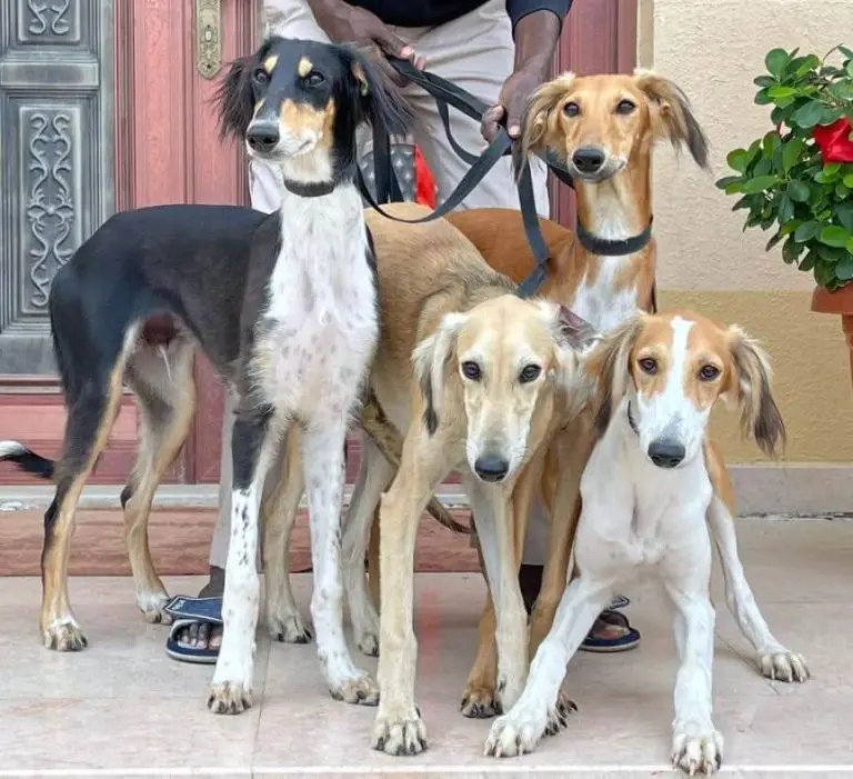 10 Fun Facts About Salukis - ilovedogscute.com