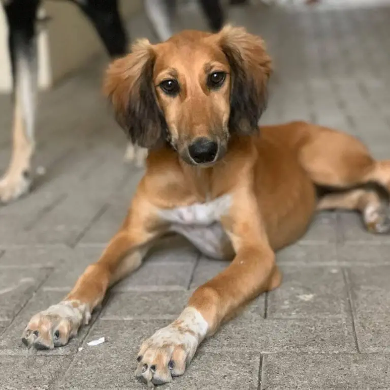 10 Fun Facts About Salukis - ilovedogscute.com