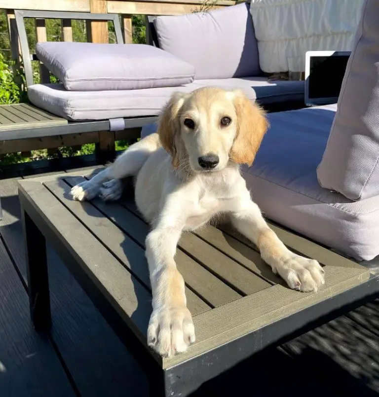 10 Fun Facts About Salukis - ilovedogscute.com