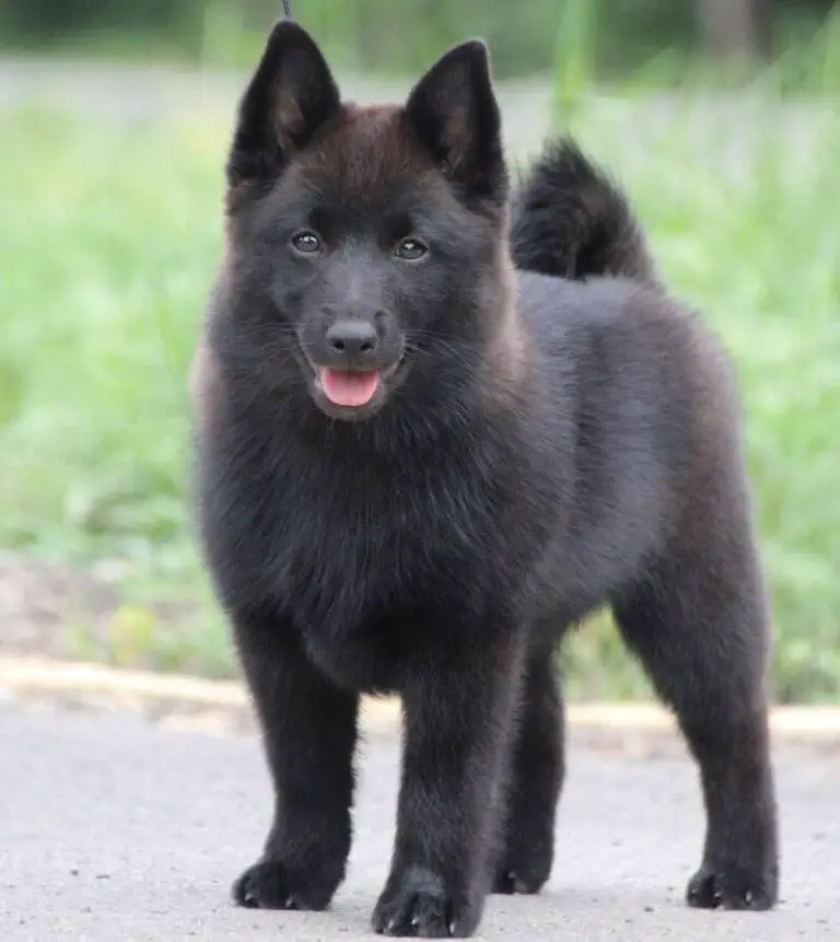 10 Fun Facts About Schipperkes - ilovedogscute.com