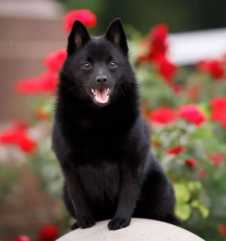10 Fun Facts About Schipperkes - ilovedogscute.com