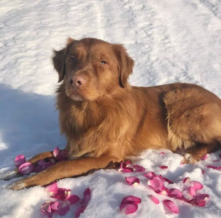 How to Perform Dog CPR on Small & Large Pets: Step-by-Step Guide ...