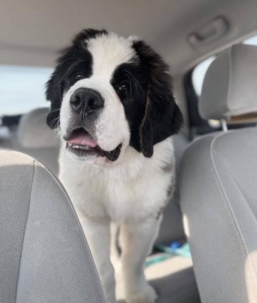 How to Perform Dog CPR on Small & Large Pets: Step-by-Step Guide ...