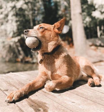 How to Pick Safe Edible Chews for Your Dog: A Comprehensive Guide ...