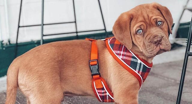 How to Socialize Your Dog From Home: A Comprehensive Guide ...