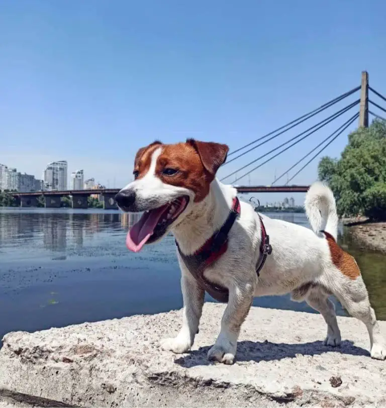 Is Your Dog Too "Hyper"? 5 Tips for Managing Hyperactive Dogs ...