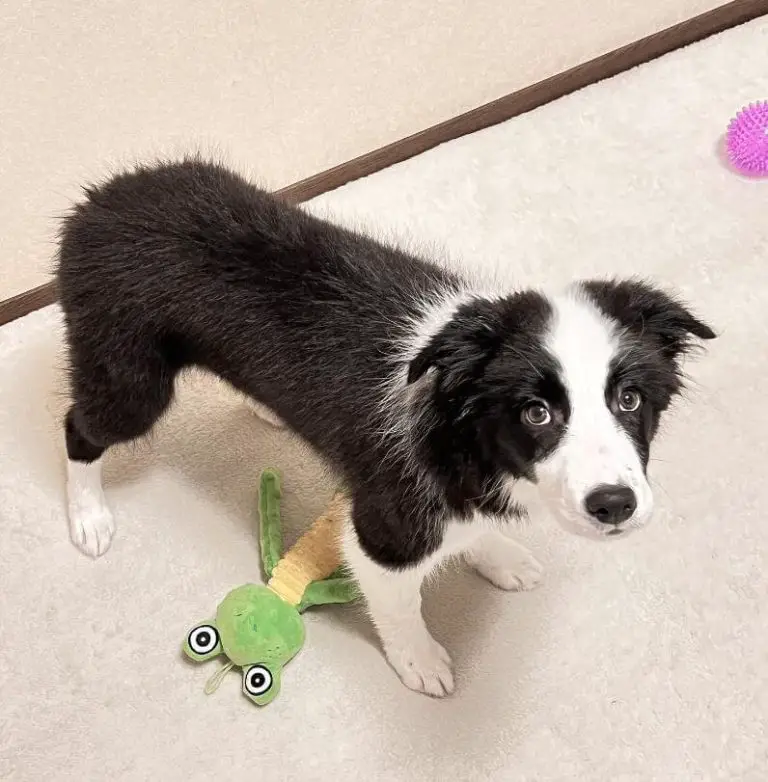 Setting Schedules and Developing a Routine for Your New Puppy ...