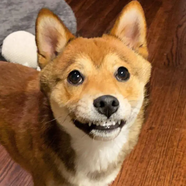 15 Funny Pictures Of Shiba Inus With Happy Smiles - ilovedogscute.com