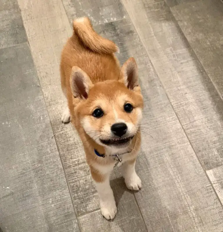 15 Funny Pictures Of Shiba Inus With Happy Smiles - ilovedogscute.com