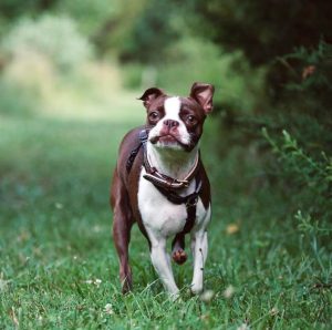 Top 10 Gassiest Dog Breeds - ilovedogscute.com