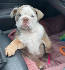 Top 10 Gassiest Dog Breeds - ilovedogscute.com