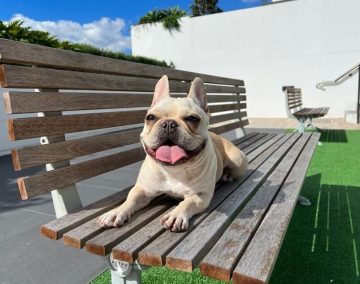 Top 10 Gassiest Dog Breeds - ilovedogscute.com