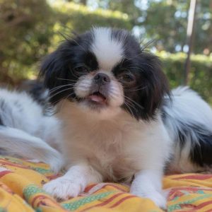 Top 10 Gassiest Dog Breeds - ilovedogscute.com