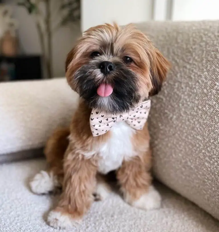 Top 10 Gassiest Dog Breeds - ilovedogscute.com