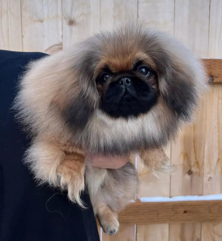 Top 10 Gassiest Dog Breeds - ilovedogscute.com