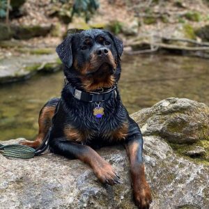 Top 10 Gassiest Dog Breeds - ilovedogscute.com