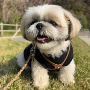Top 10 Gassiest Dog Breeds - ilovedogscute.com