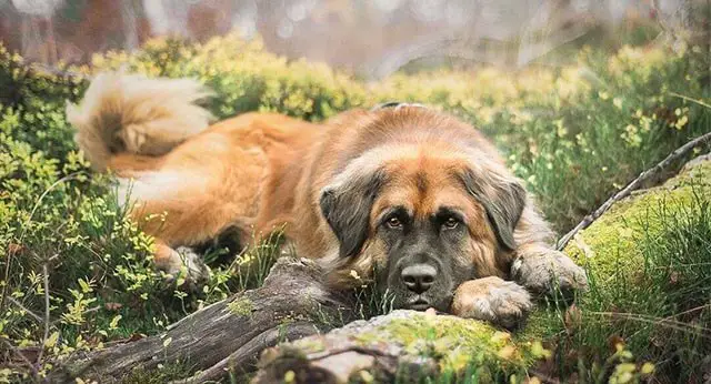 Top 10 Most Popular Mountain Dog Breeds - ilovedogscute.com