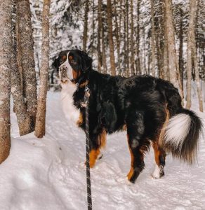 Top 10 Most Popular Mountain Dog Breeds - ilovedogscute.com