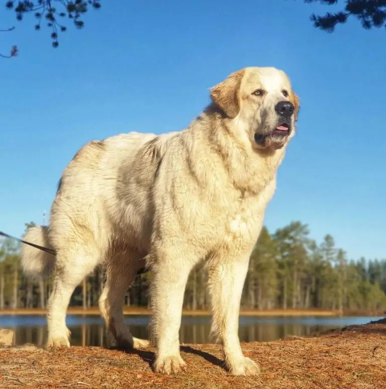 Top 10 Most Popular Mountain Dog Breeds - ilovedogscute.com