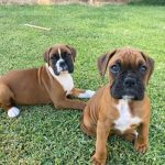 Your Complete Guide to First-Year Puppy Vaccinations: Ensuring a ...