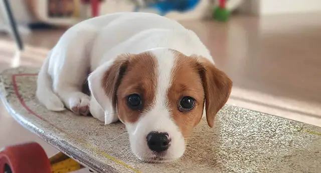 Your Complete Guide to First-Year Puppy Vaccinations: Ensuring a ...