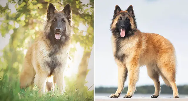 10 Fun Facts About Belgian Tervuren - ilovedogscute.com