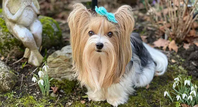 10 Fun Facts About Biewer Terriers - ilovedogscute.com