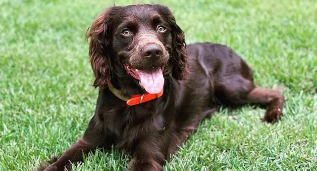 10 Fun Facts About Boykin Spaniels - ilovedogscute.com