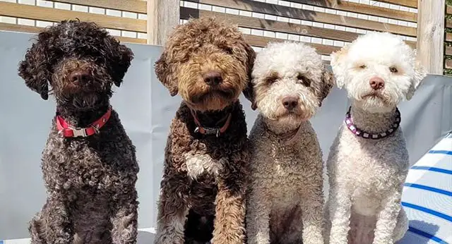 10 Fun Facts About Lagotto Romagnolo - ilovedogscute.com