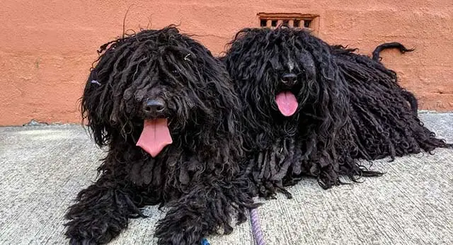 10 Fun Facts About Pulis - ilovedogscute.com