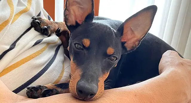 10 Fun Facts About Toy Manchester Terriers - ilovedogscute.com