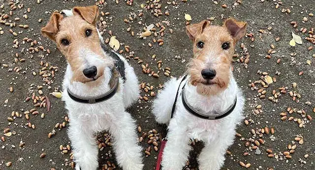 10 Fun Facts About Wire Fox Terriers - ilovedogscute.com