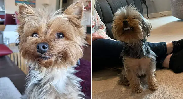 10 Funny Pictures Of Yorkies With Happy Smiles - ilovedogscute.com