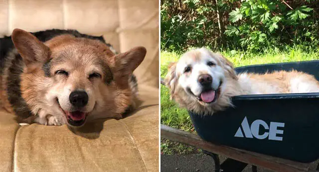 15 Funny Pictures Of Old Dogs With Puppy Souls - ilovedogscute.com