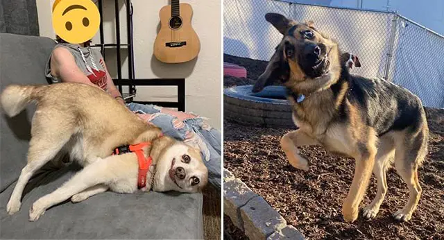 15 Hilarious Pictures Of Dogs Who Refuse To Act Normal - ilovedogscute.com