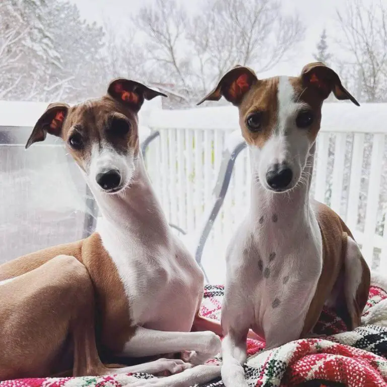 Can Dogs Have Identical Twins? Unraveling the Genetic Mystery of Canine ...