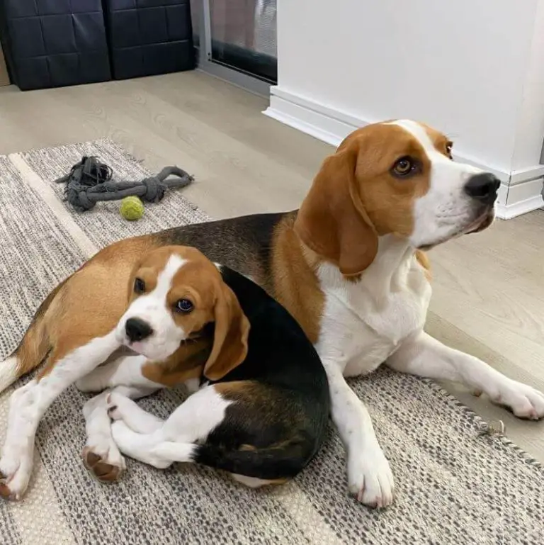 Do Dogs Have Maternal Instincts? How Dogs Encourage Independence in ...