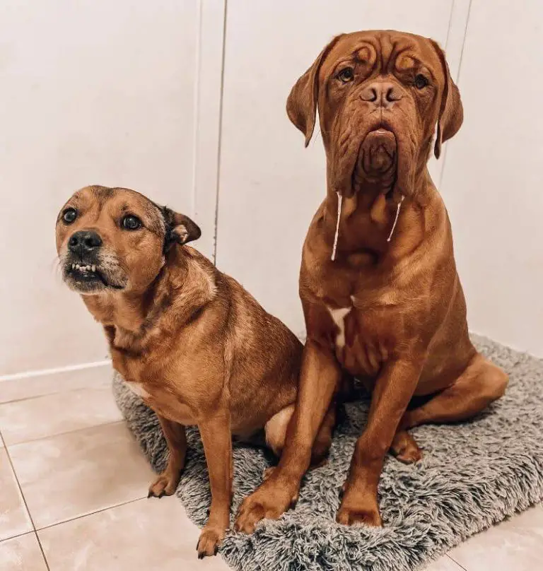 Dog Drooling: When It's Cause for Concern and How to Respond ...