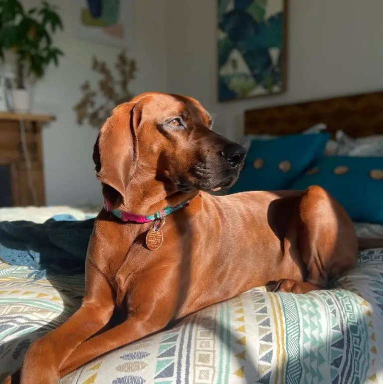 Dog Skin Cancer: Types, Symptoms, and Treatment - ilovedogscute.com